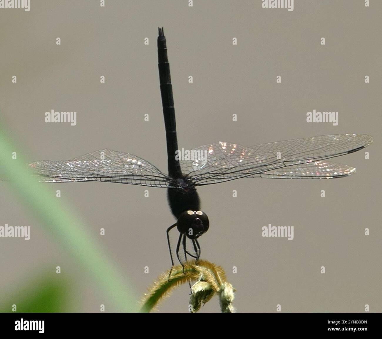 Black Dropwing (Trithemis dichroa Stock Photo - Alamy