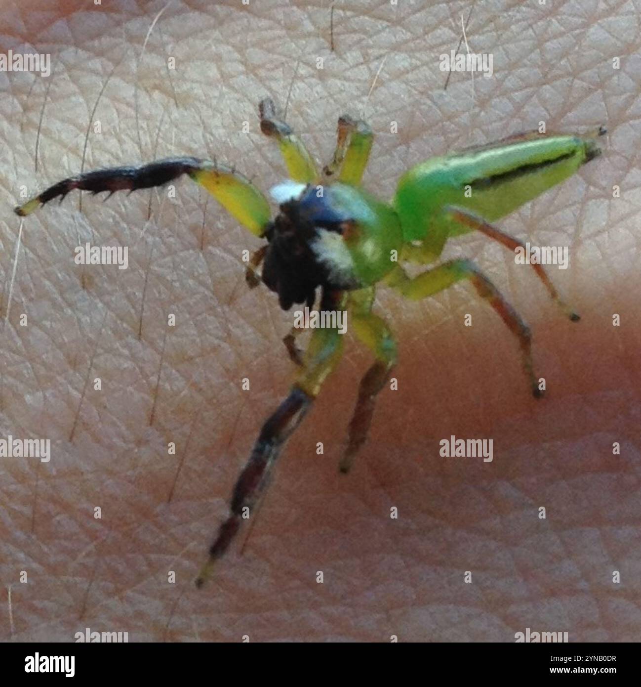 Green Jumping Spider (Mopsus mormon Stock Photo - Alamy