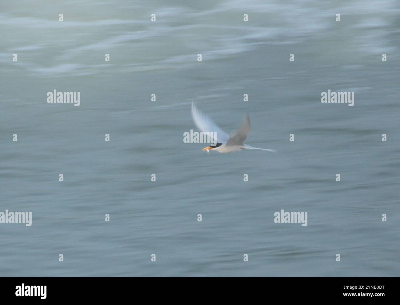 River Tern (Sterna aurantia Stock Photo - Alamy