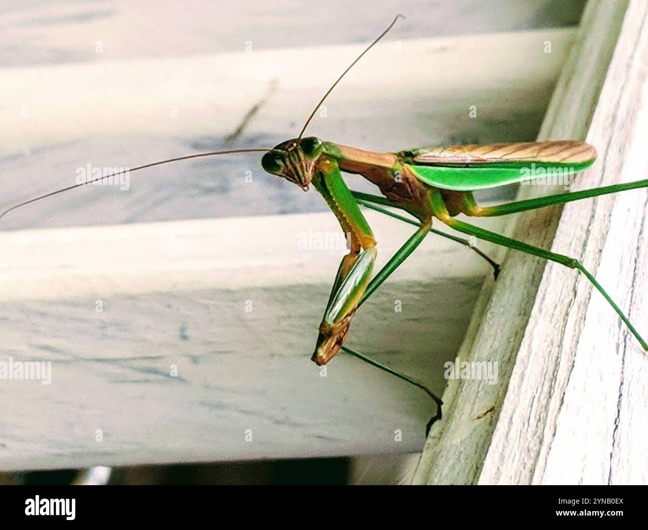 Chinese Mantis (Tenodera sinensis Stock Photo - Alamy
