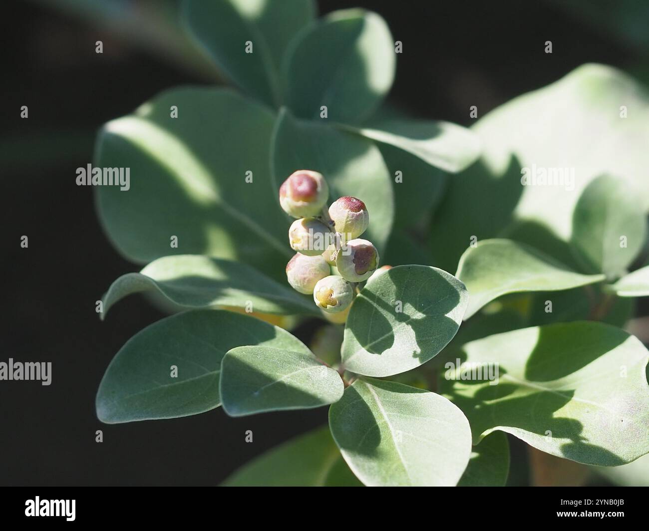 Beach Vitex (Vitex rotundifolia Stock Photo - Alamy