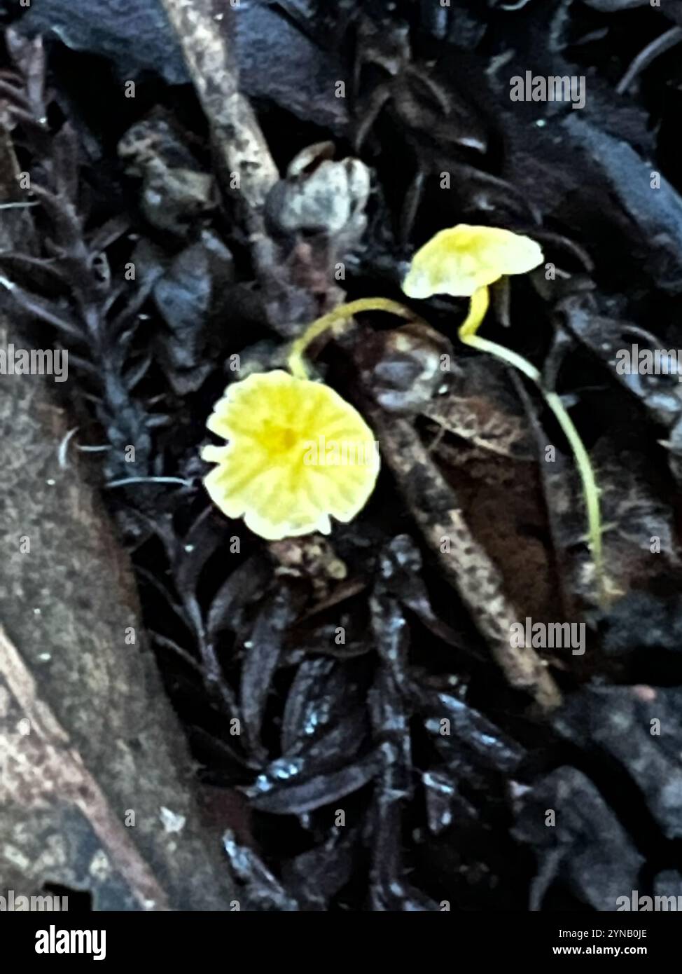 Western Yellow Mycena (Mycena oregonensis Stock Photo - Alamy