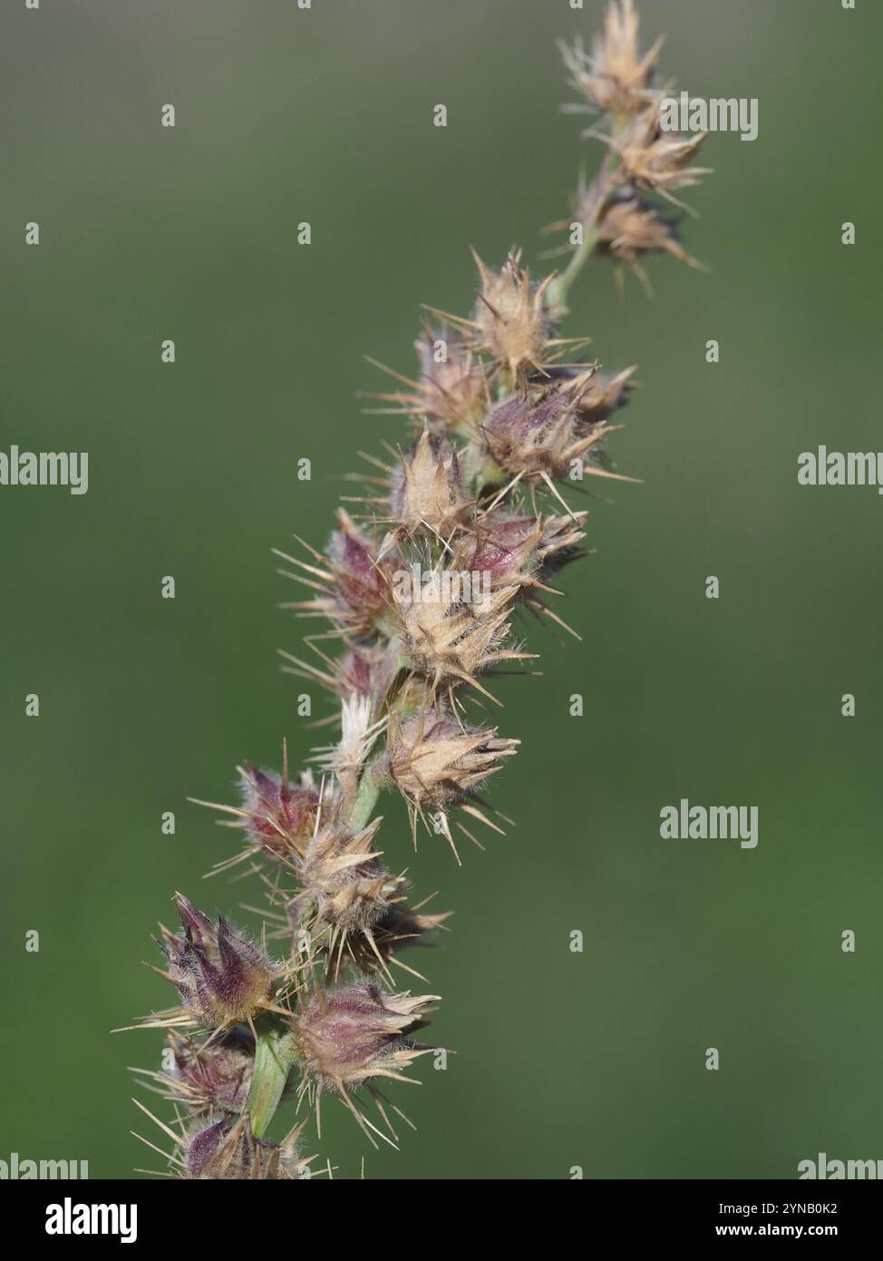 Southern Sandbur (Cenchrus echinatus Stock Photo - Alamy