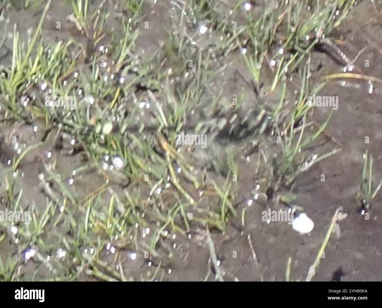 Synthemistidae hi-res stock photography and images - Alamy