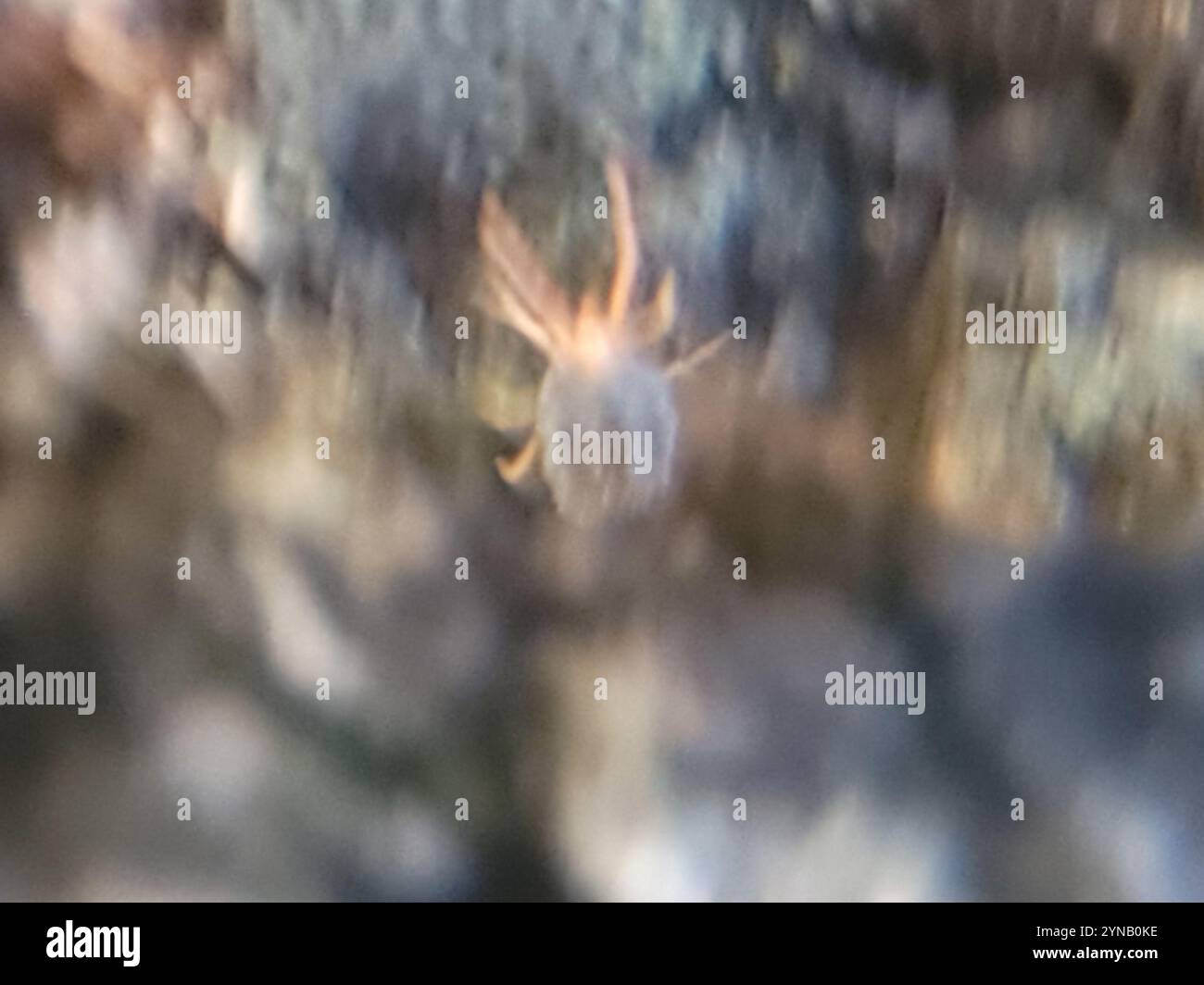 Mites and Ticks (Acari Stock Photo - Alamy