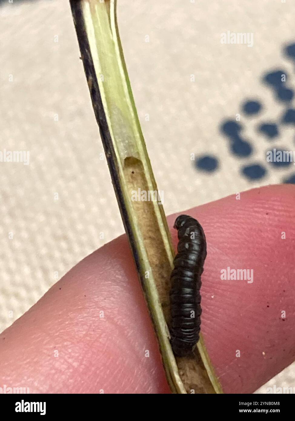 Amazon Queen Moth (Penthesilea difficilis Stock Photo - Alamy