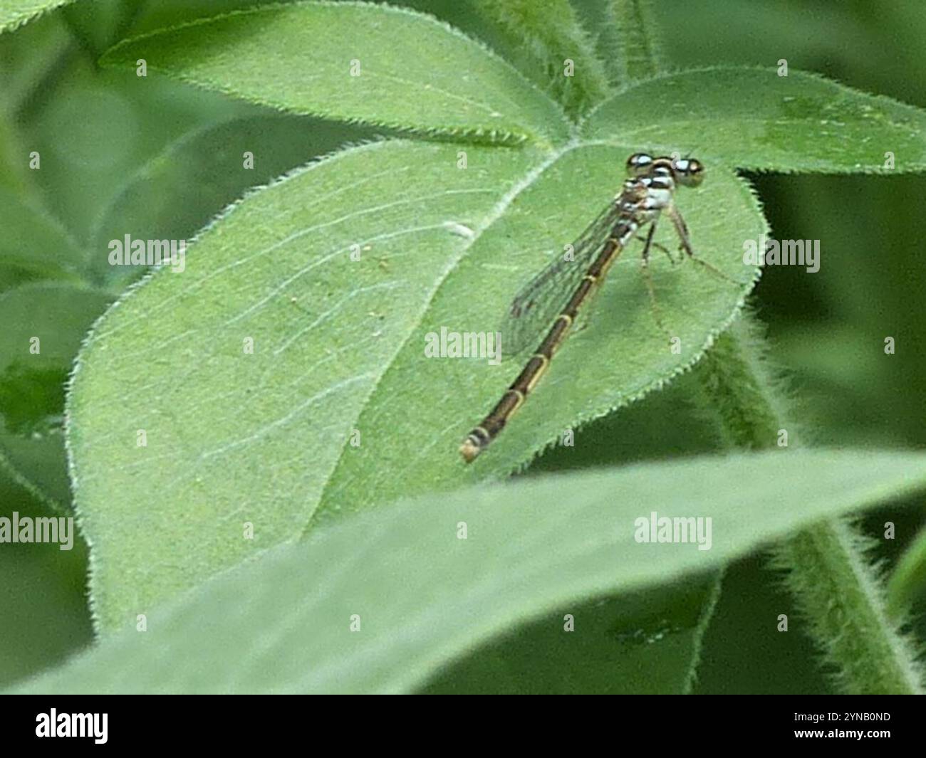 Fragile Forktail (Ischnura posita Stock Photo - Alamy