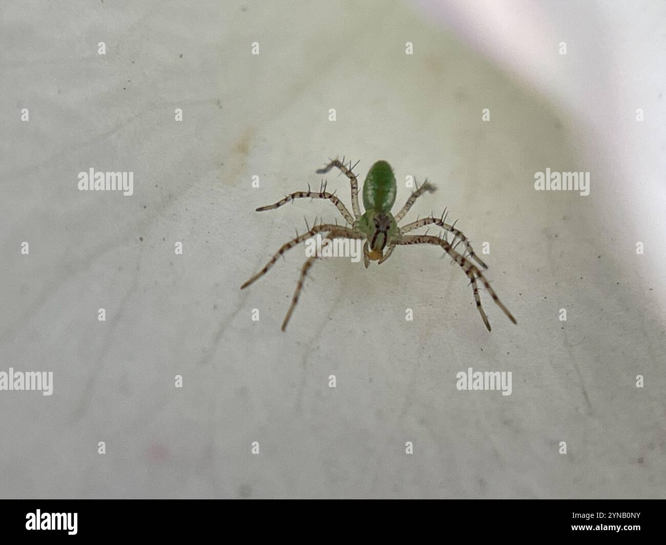Green Lynx Spiders (Peucetia Stock Photo - Alamy