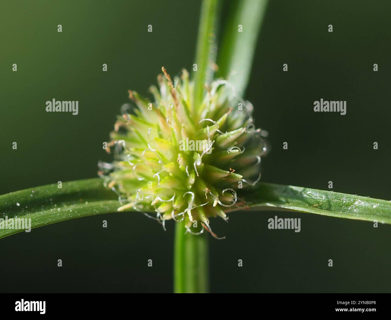 Shortleaf Spikesedge (Cyperus brevifolius Stock Photo - Alamy
