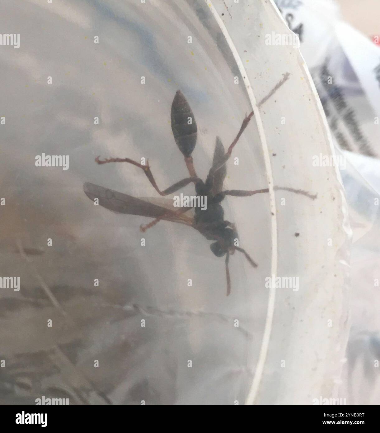 Mischocyttarus hi-res stock photography and images - Alamy