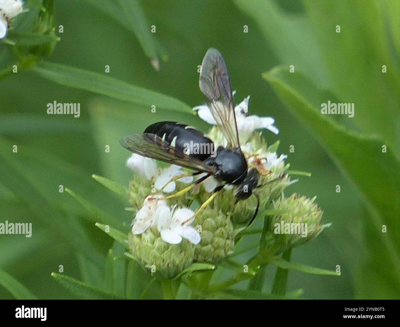 Four-banded Stink Bug Wasp (Bicyrtes quadrifasciatus Stock Photo - Alamy