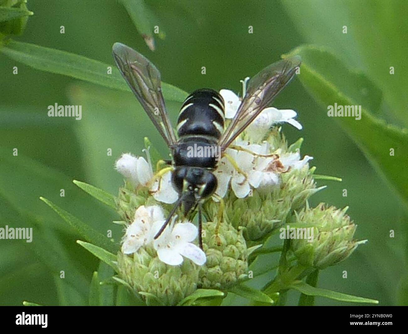 Four-banded Stink Bug Wasp (Bicyrtes quadrifasciatus Stock Photo - Alamy
