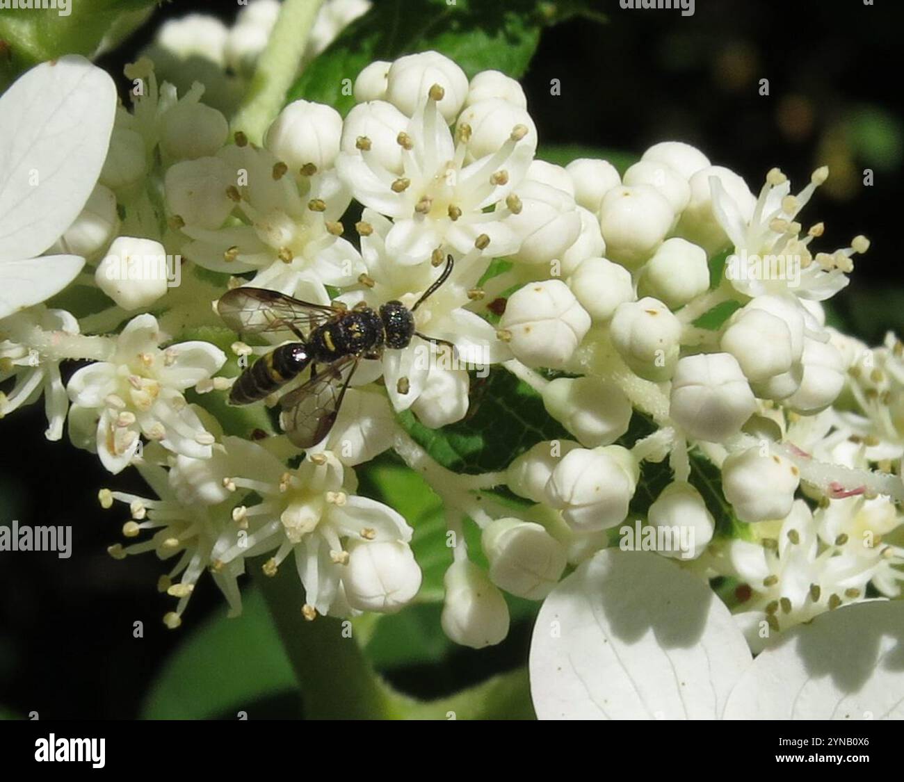 Club-horned Wasps (Sapygidae Stock Photo - Alamy