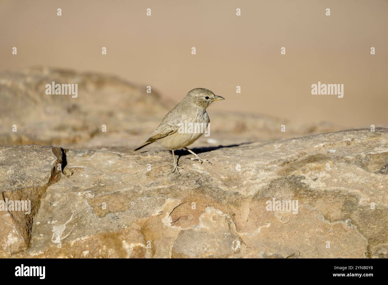 The desert lark (Ammomanes deserti) photographed in the south of the ...