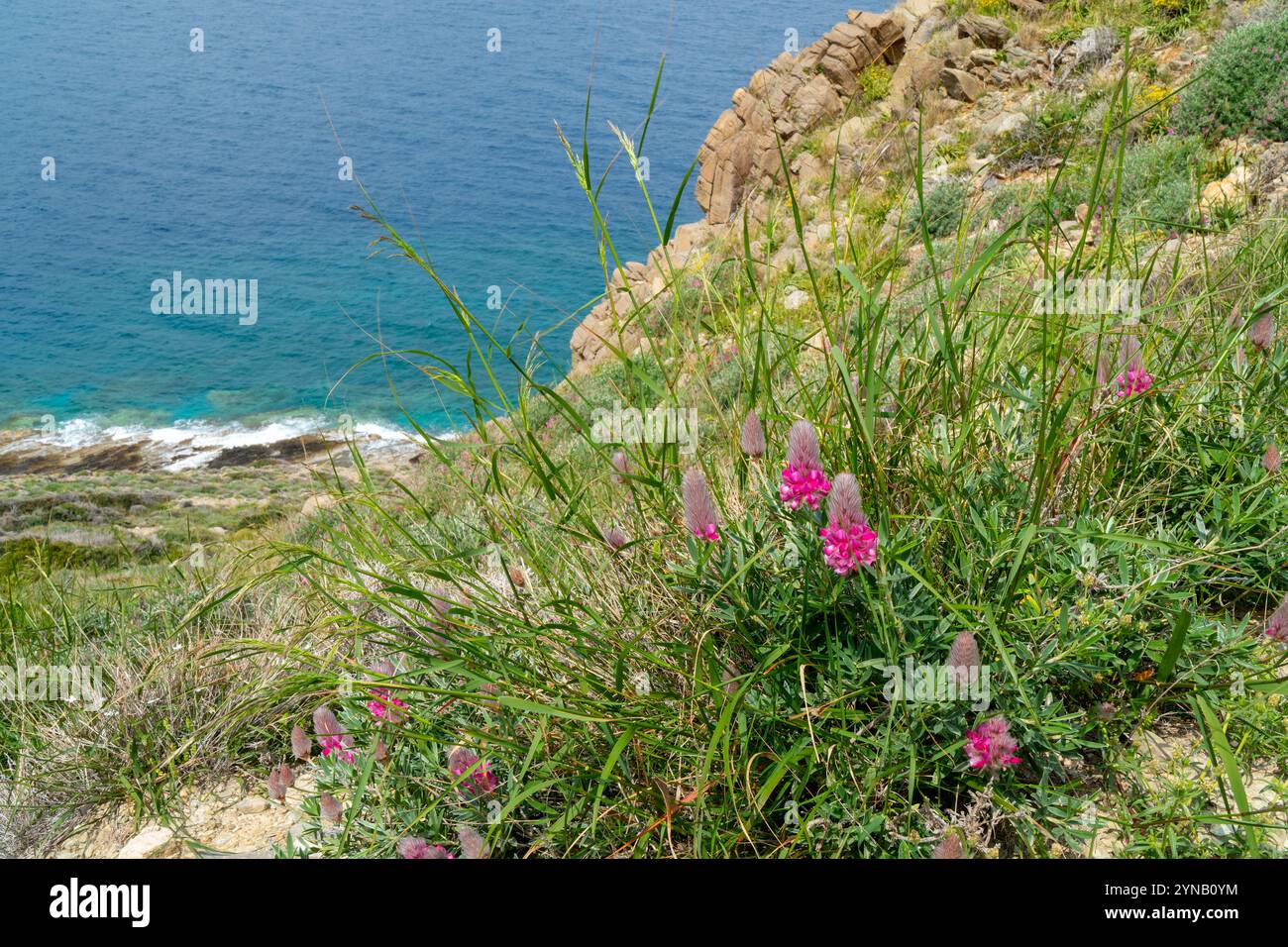 Flowers pink wildflowers greece hi-res stock photography and images - Alamy