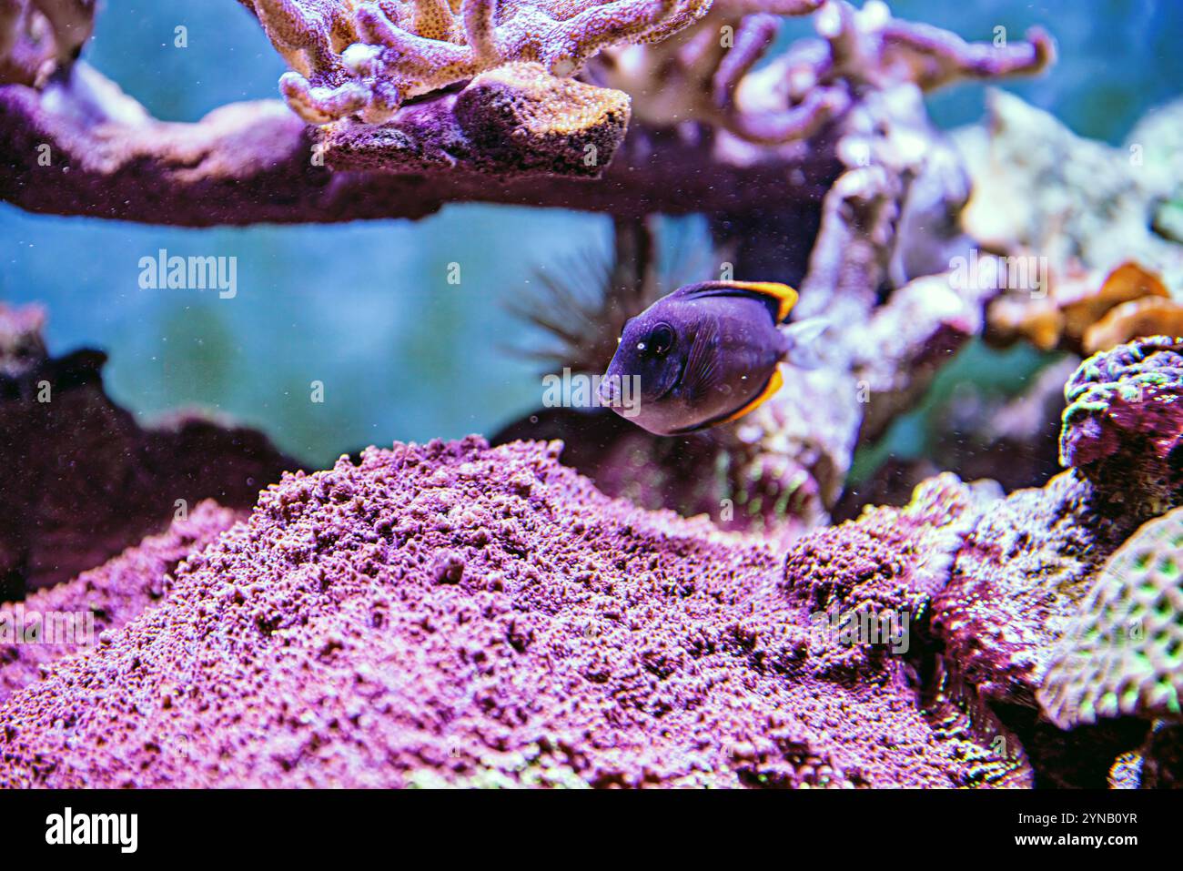 Saltwater fish tank hi-res stock photography and images - Alamy
