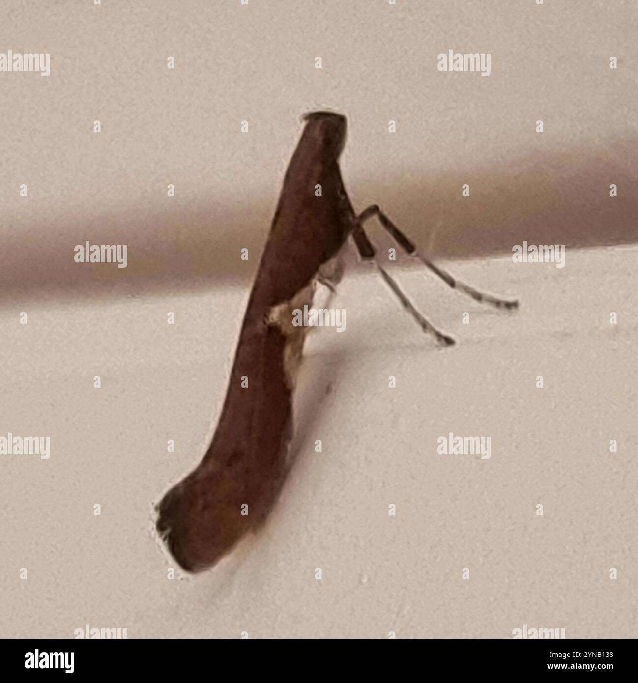 Willow Leafcone Caterpillar Moth (Caloptilia stigmatella Stock Photo ...