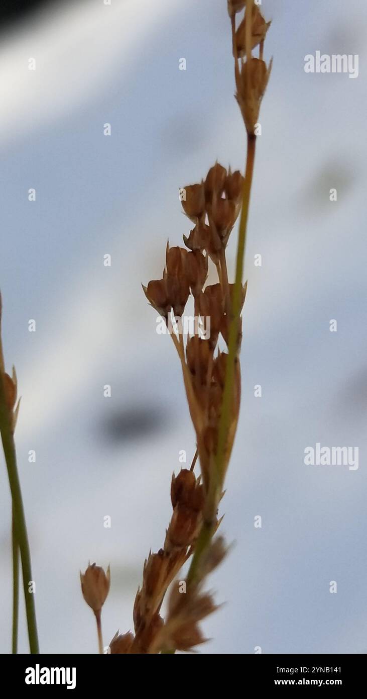 spiny rush (Juncus acutus Stock Photo - Alamy