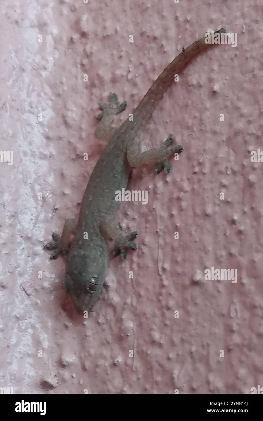 Asian House Gecko (Hemidactylus frenatus Stock Photo - Alamy
