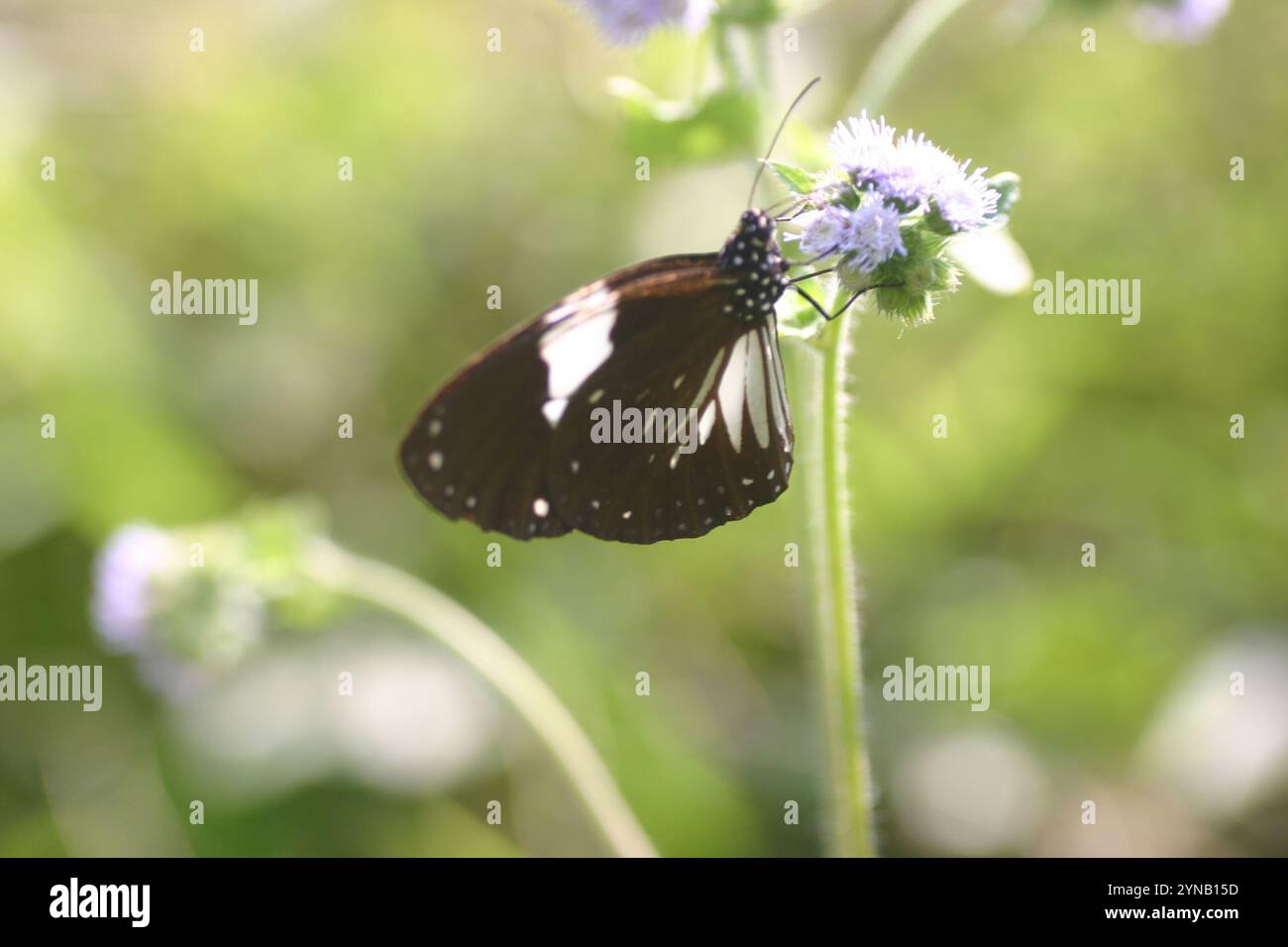 Magpie butterfly hi-res stock photography and images - Alamy