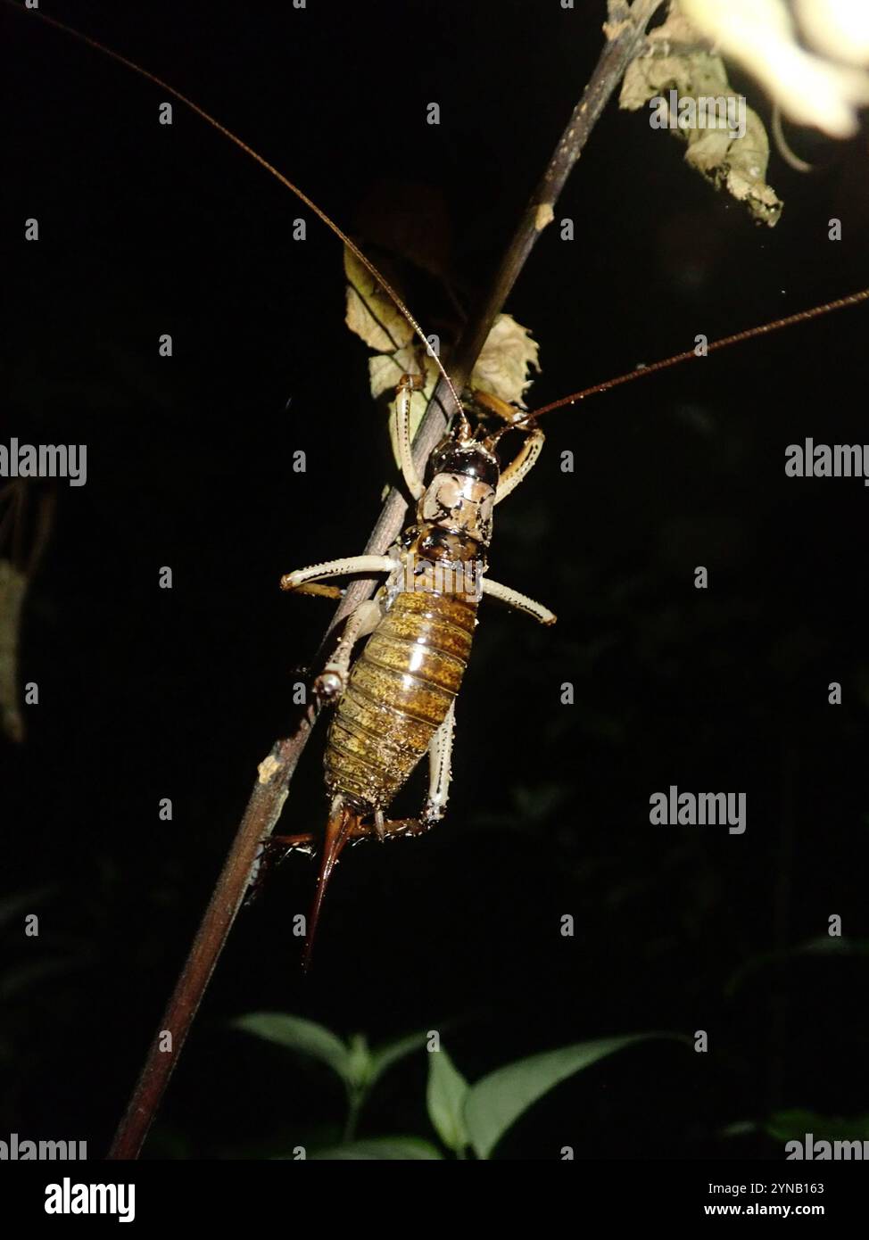 Auckland Tree Weta (Hemideina thoracica Stock Photo - Alamy