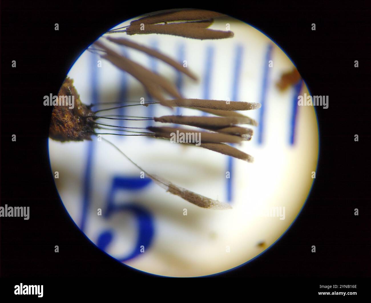 Stemonitis smithii hi-res stock photography and images - Alamy