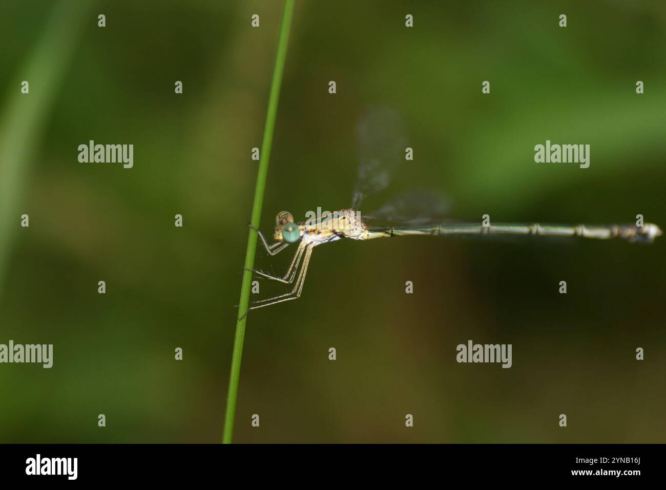 Lestes elatus hi-res stock photography and images - Alamy