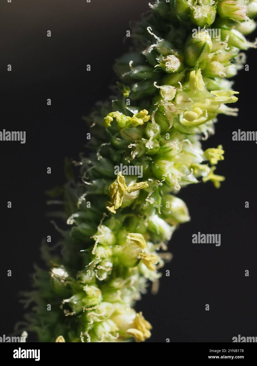 green amaranth (Amaranthus viridis Stock Photo - Alamy