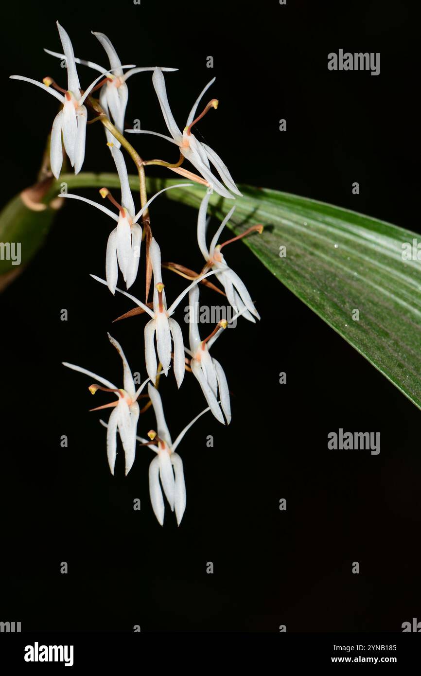 Porrectus hi-res stock photography and images - Alamy