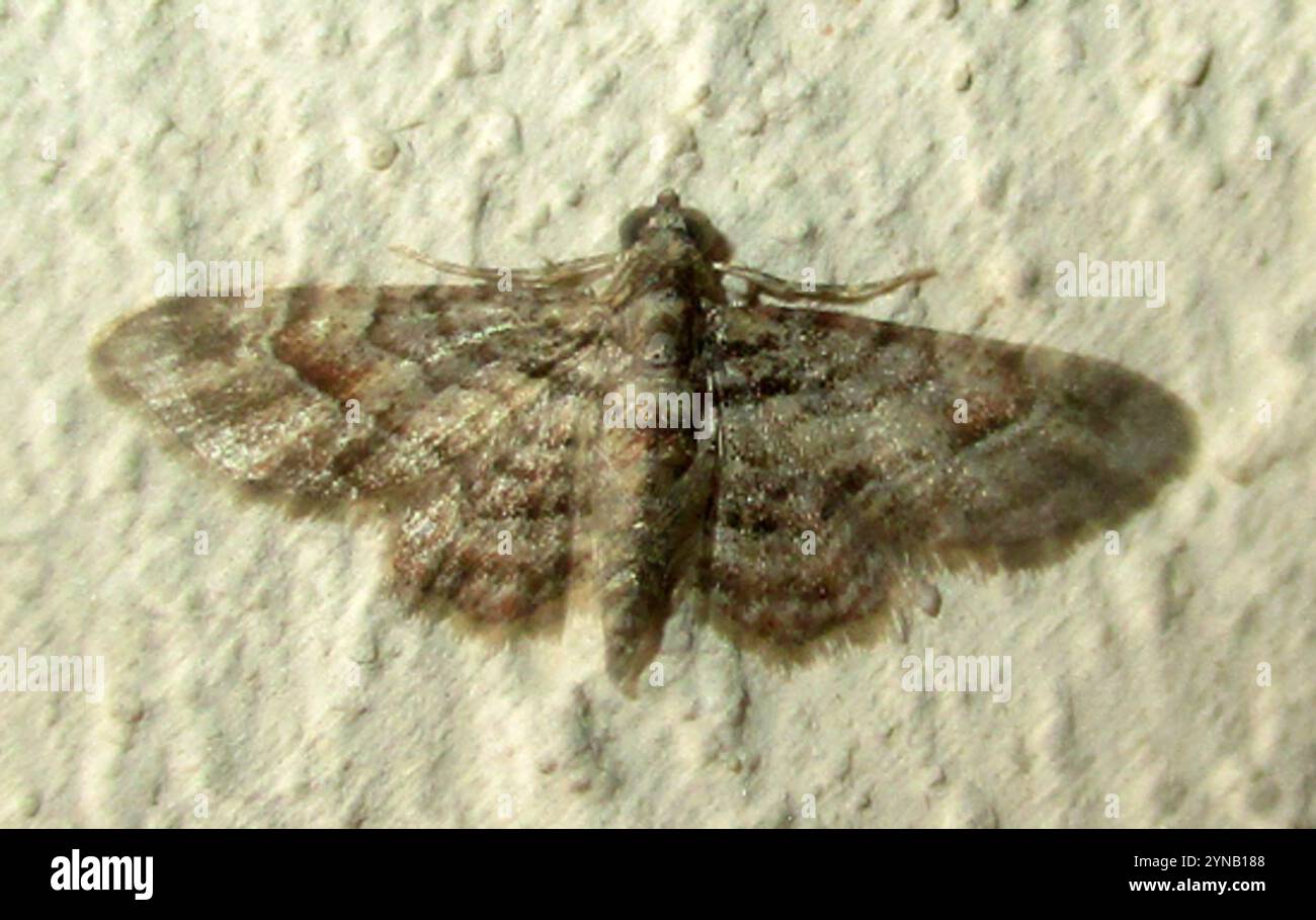 Carpet Moths (Larentiinae Stock Photo - Alamy