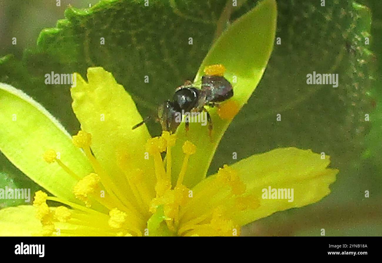 Stingless Bees (Meliponini Stock Photo - Alamy