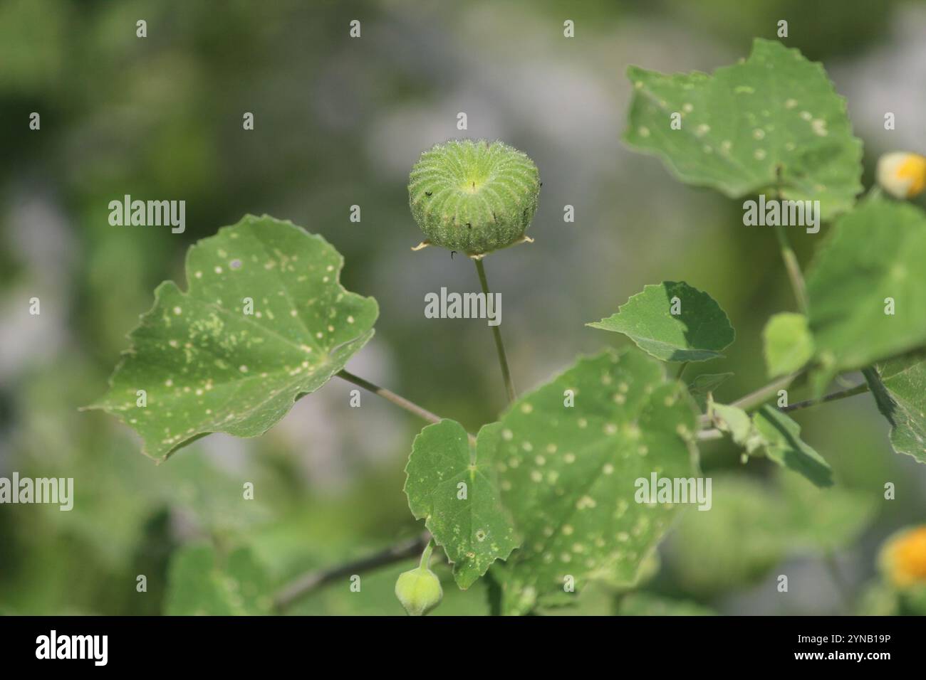 Indian Mallow (Abutilon indicum Stock Photo - Alamy