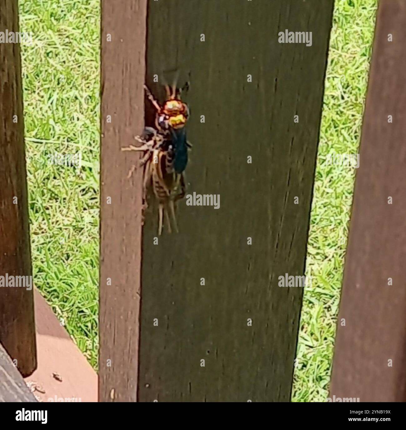 True Crickets (Gryllidae Stock Photo - Alamy