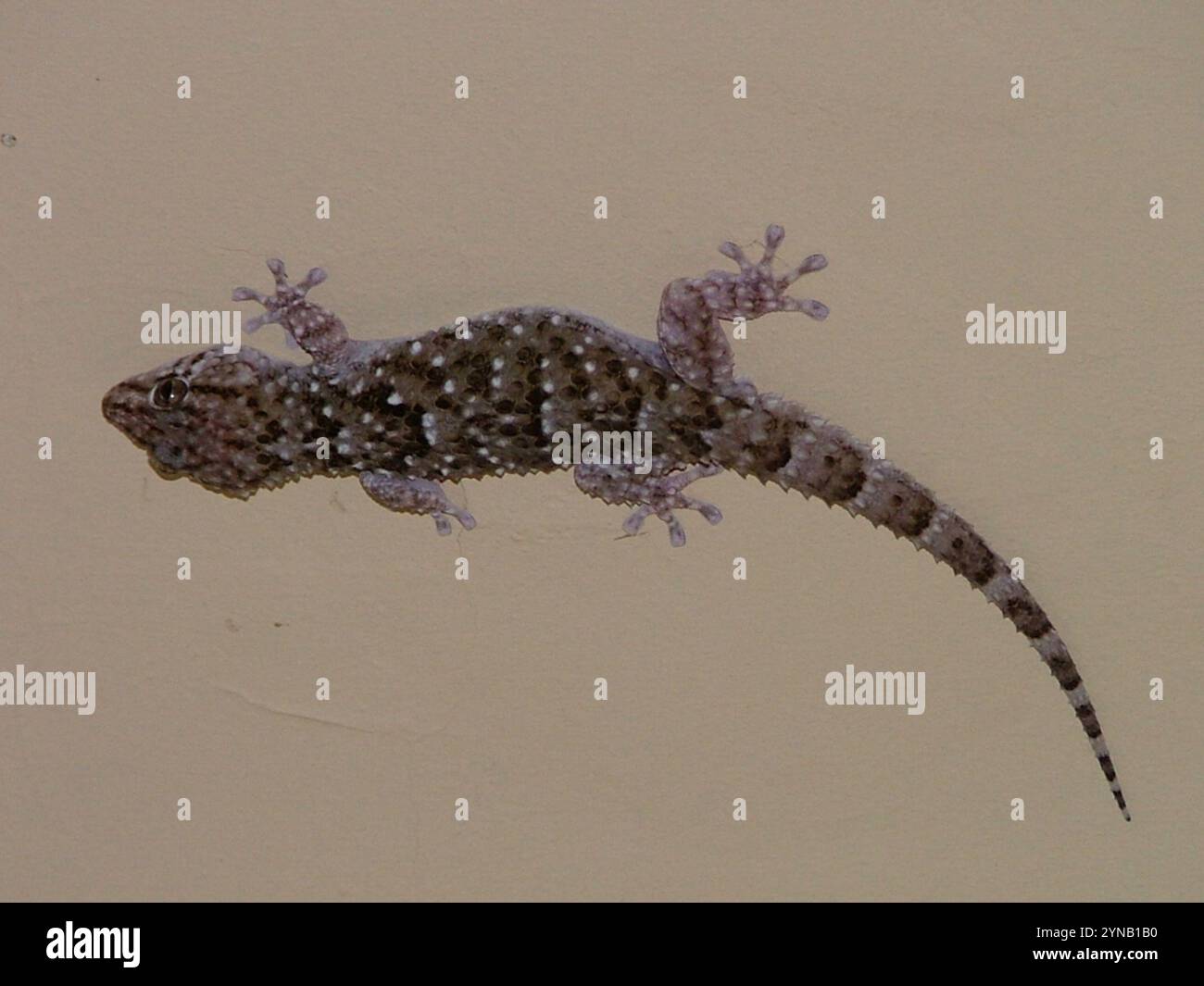 Turner's Thick-toed Gecko (Chondrodactylus turneri Stock Photo - Alamy