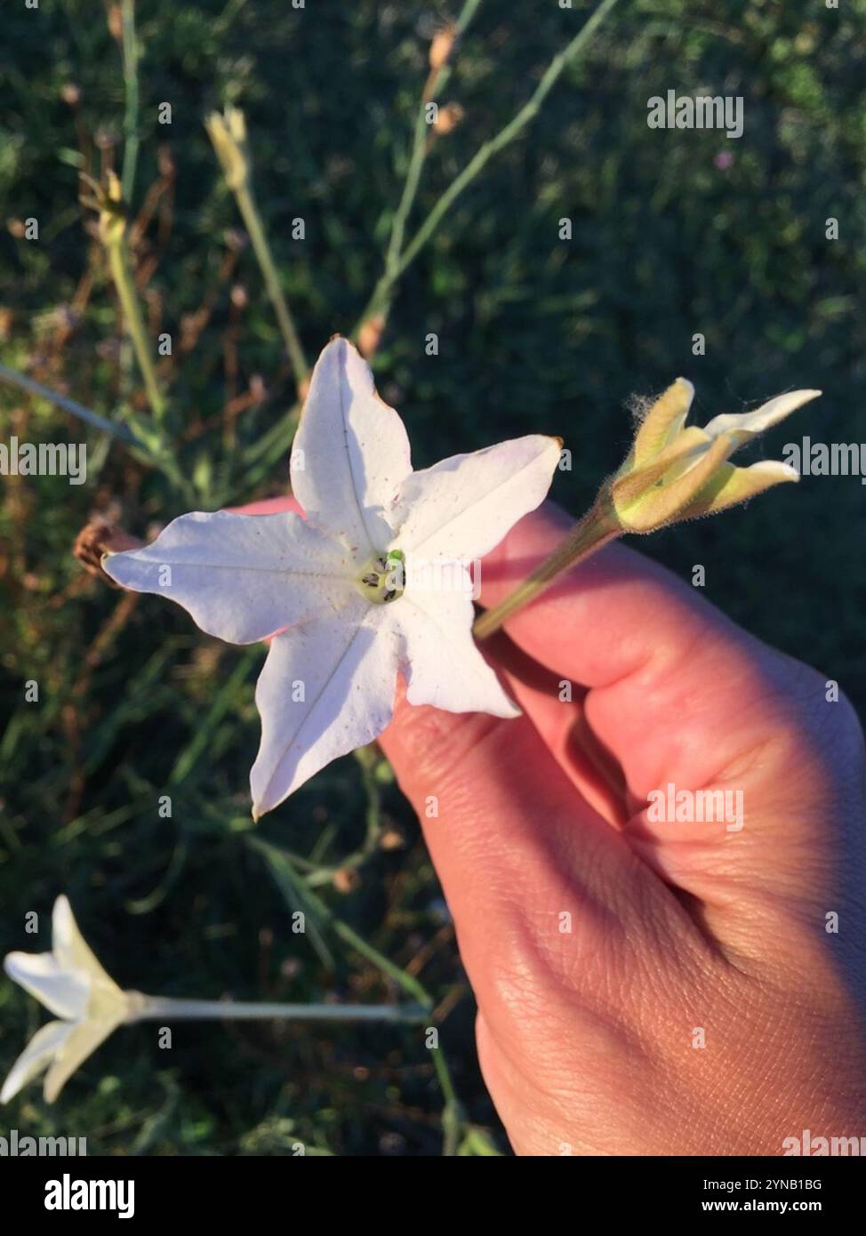 long-flower tobacco (Nicotiana longiflora Stock Photo - Alamy