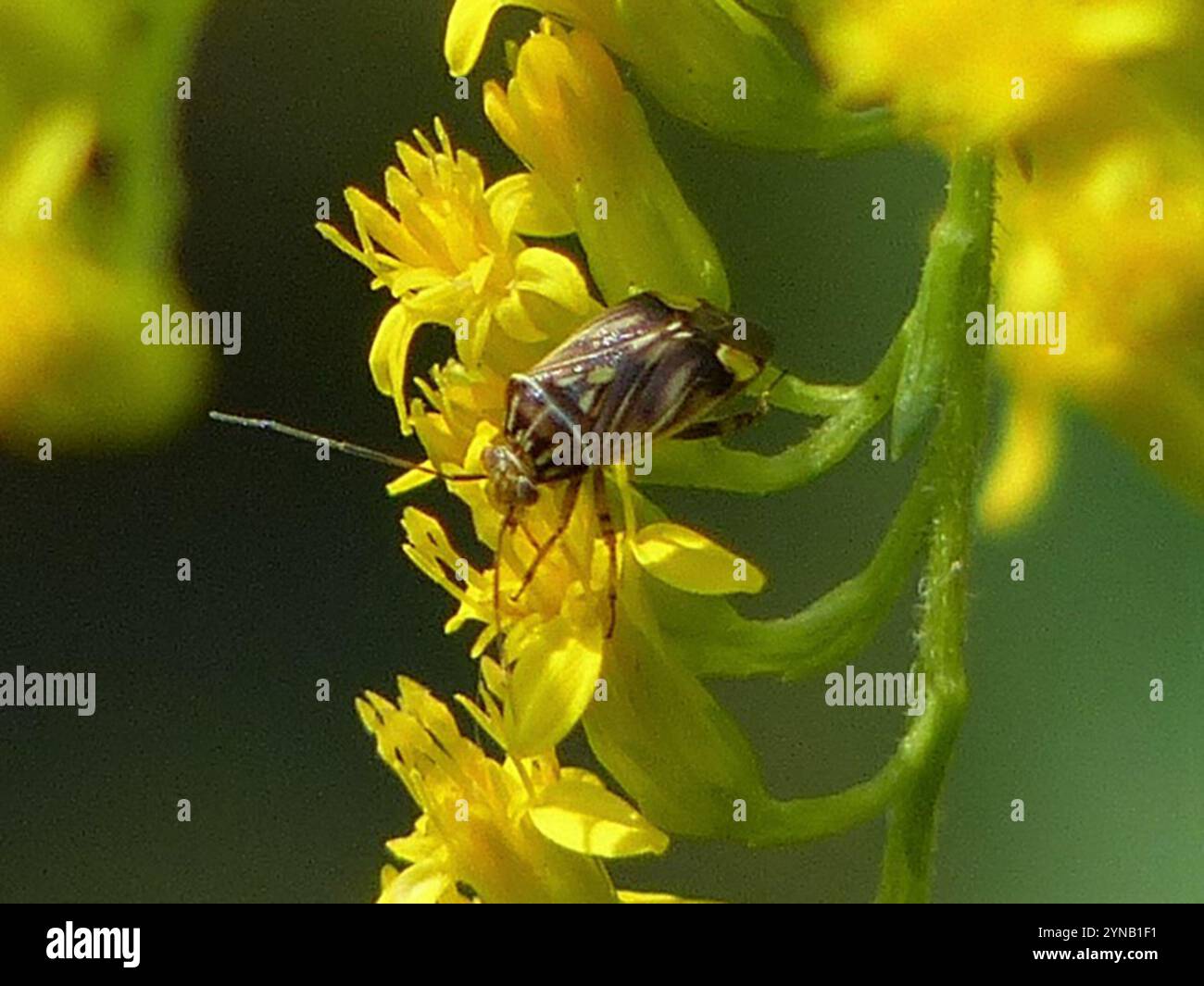 North American Tarnished Plant Bug (Lygus lineolaris Stock Photo - Alamy