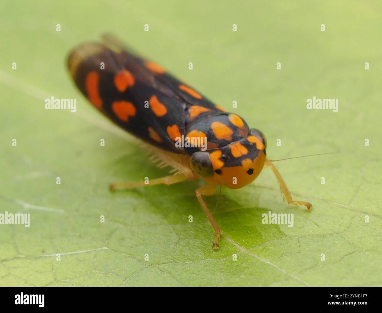 Balami hi-res stock photography and images - Alamy