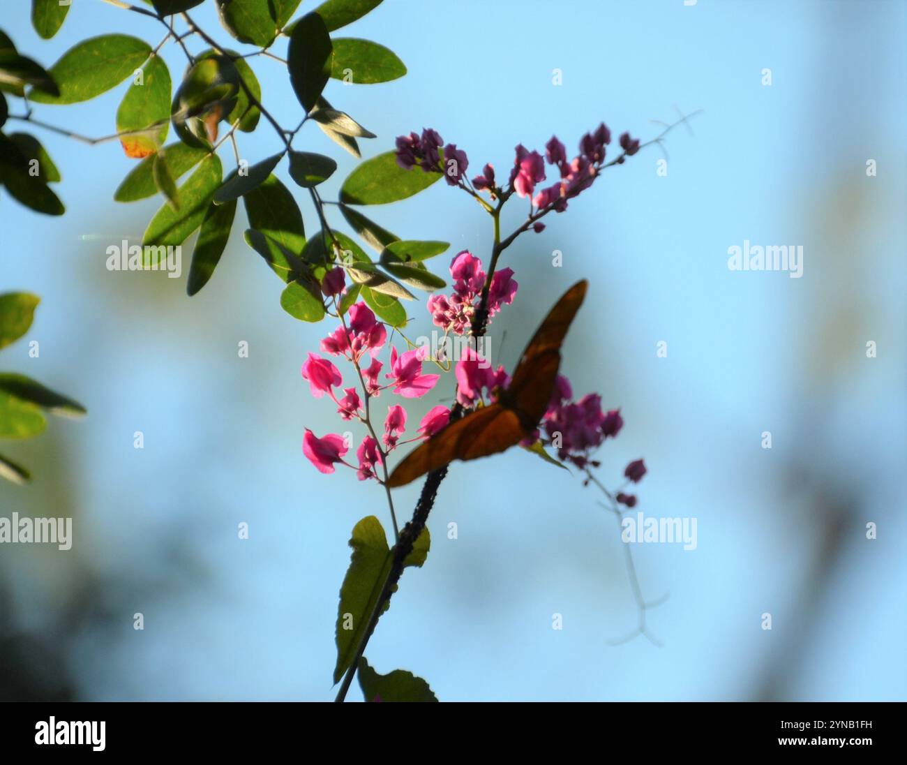 Julia Heliconian (Dryas iulia Stock Photo - Alamy