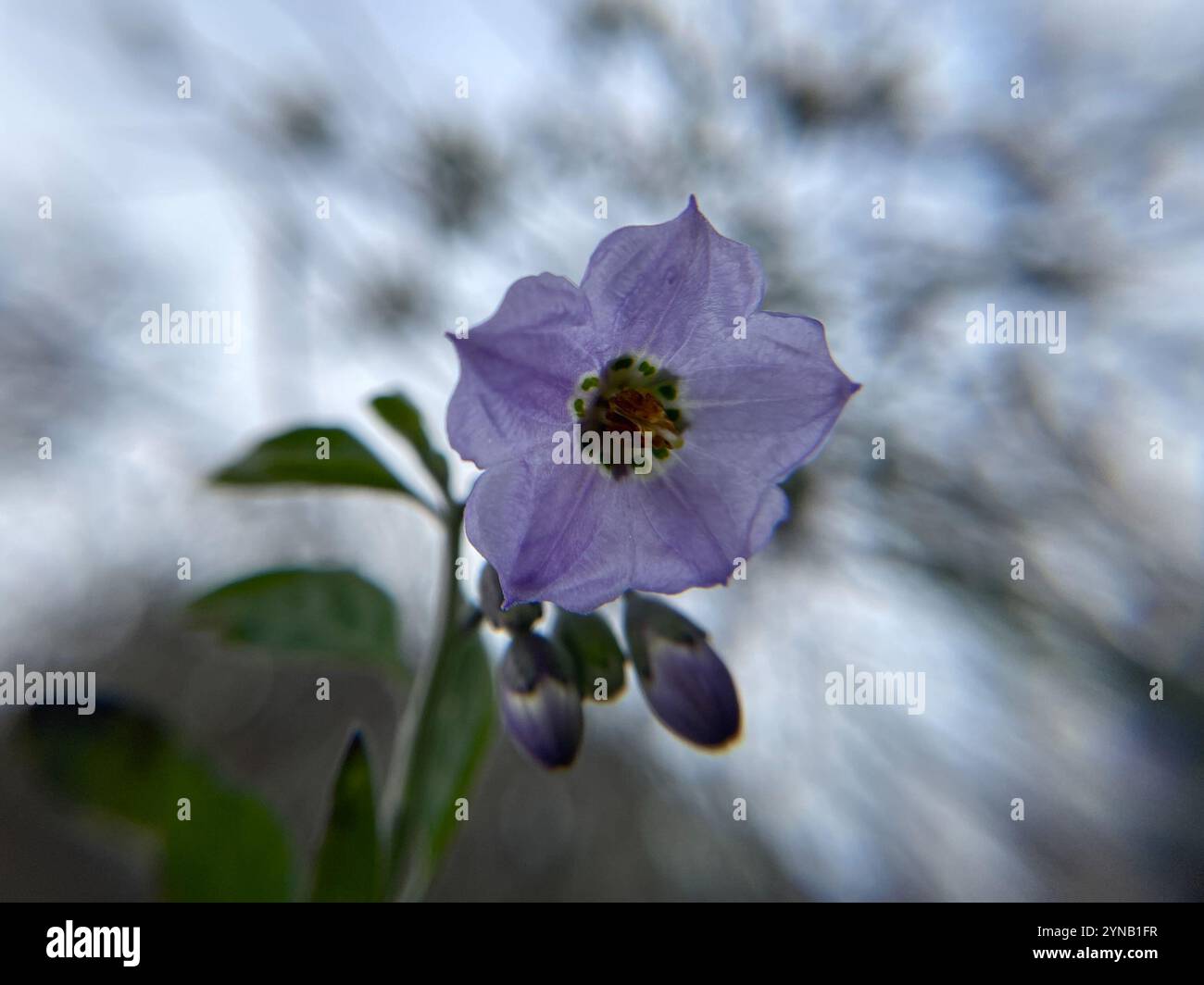 bluewitch nightshade (Solanum umbelliferum Stock Photo - Alamy
