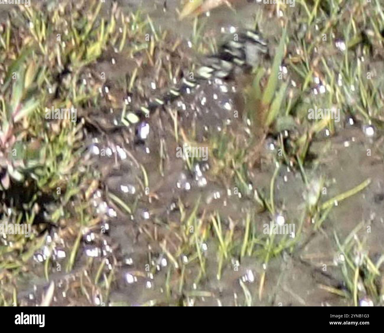 Synthemistidae hi-res stock photography and images - Alamy