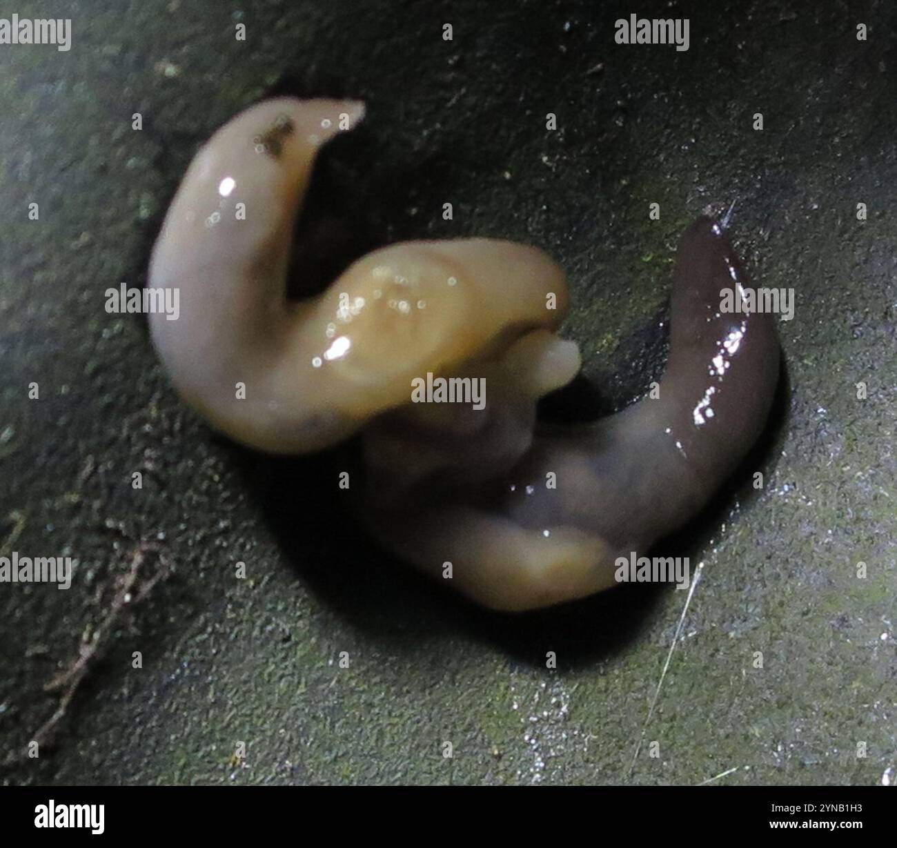 Milky slug hi-res stock photography and images - Alamy