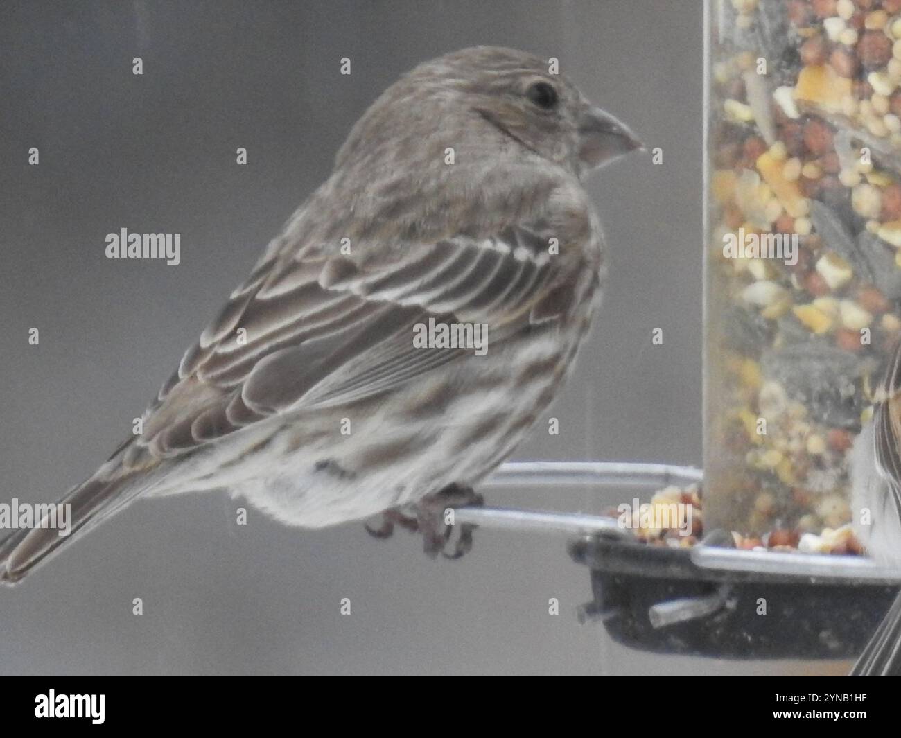 House Finch (Haemorhous mexicanus Stock Photo - Alamy