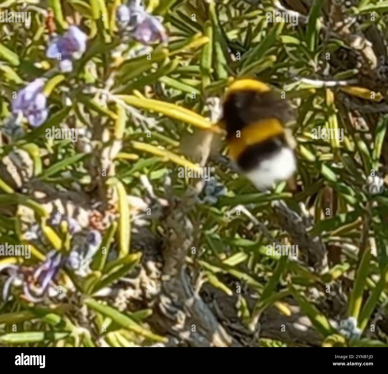 Buff-tailed Bumble Bee (Bombus terrestris Stock Photo - Alamy