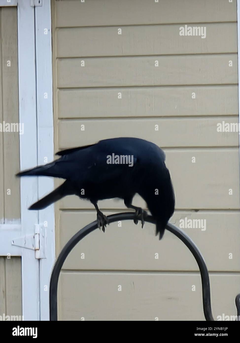 Fish Crow (Corvus ossifragus Stock Photo - Alamy