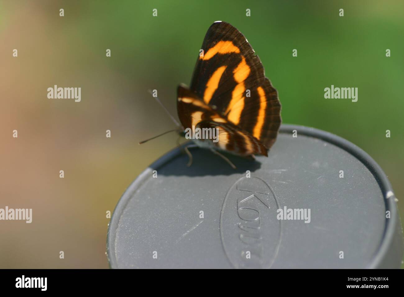 Small Yellow Sailer (Neptis miah Stock Photo - Alamy