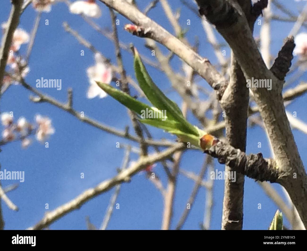 Almond (Prunus amygdalus Stock Photo - Alamy