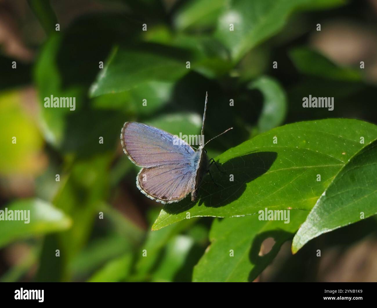 Gossamer-winged Butterflies (Lycaenidae Stock Photo - Alamy