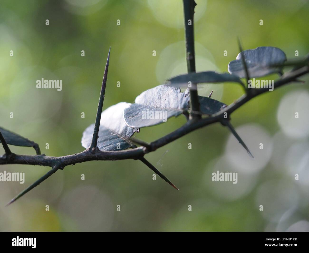 Chinese box-orange (Atalantia buxifolia Stock Photo - Alamy