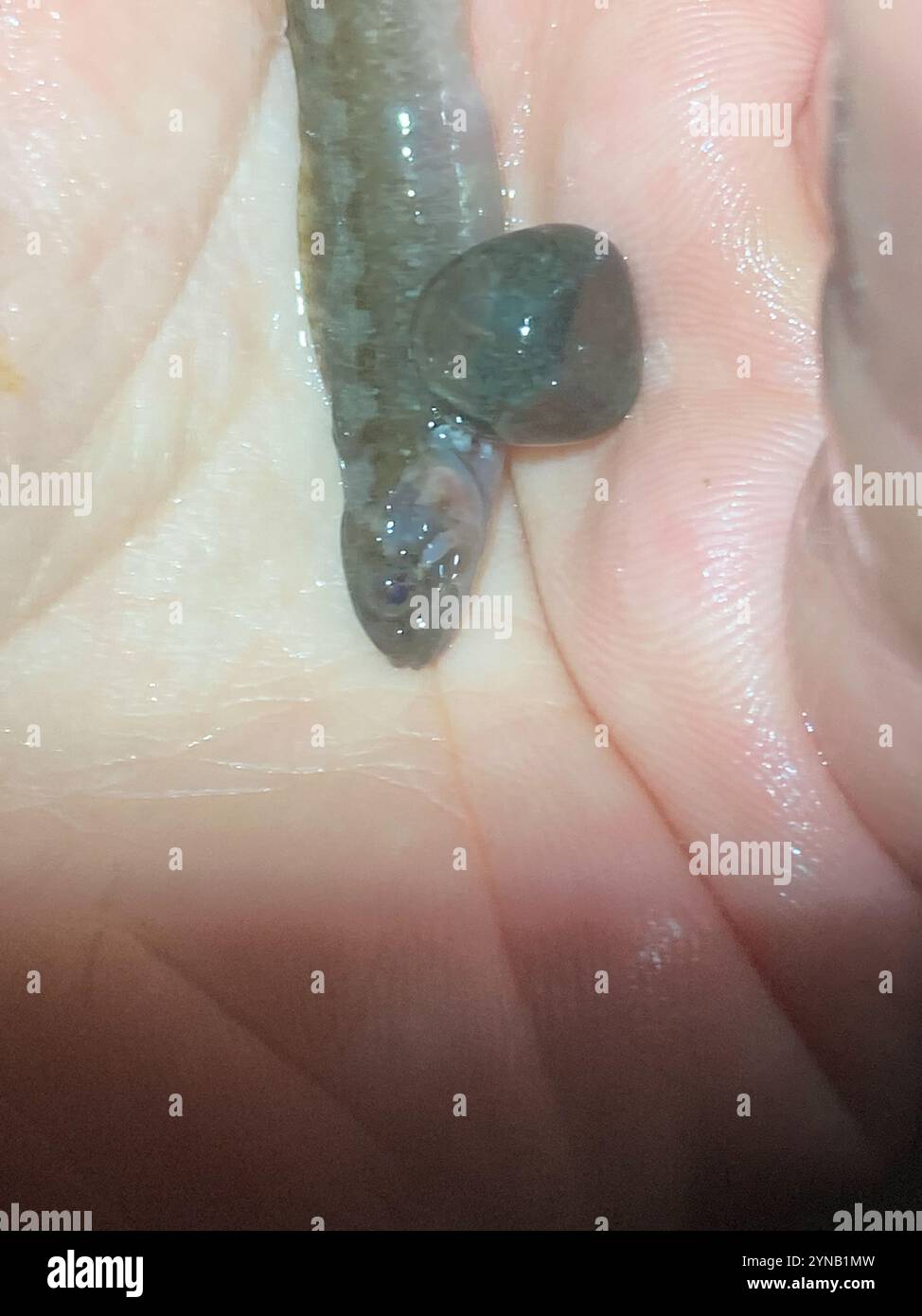 High Cockscomb (Anoplarchus purpurescens Stock Photo - Alamy