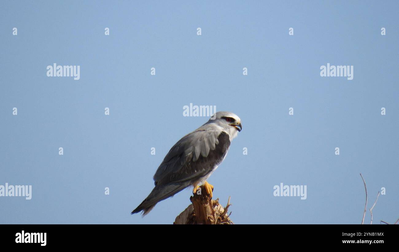 Black-winged Kite (Elanus caeruleus Stock Photo - Alamy